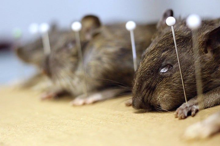 Scientists Show How Big NYC Rats Can Get, And It's Terrifying | HuffPost