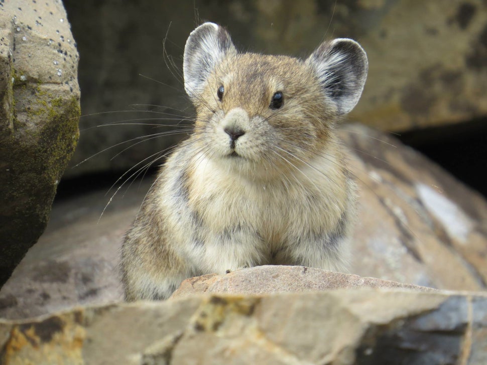 Adorable American Pika Is Fast Disappearing, And We're Doing Nothing To ...